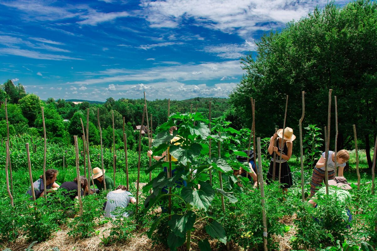 ZMAG Zelena mreža aktivističkih grupa